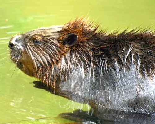 15 animales utilizando instrumentos de trabajo.