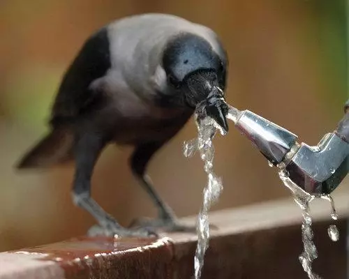 15 animales utilizando instrumentos de trabajo.