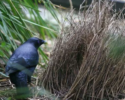 15 animales utilizando instrumentos de trabajo.