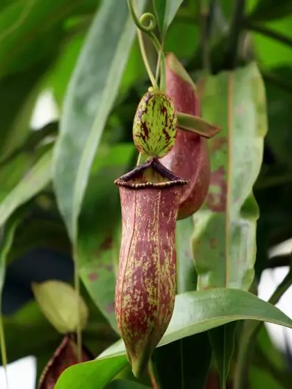 O le le mautonu o le natura: O le sili ona inosia ma le leaga fugalaʻau