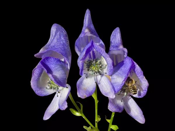 Aumento dudoso de la naturaleza: las flores más asquerosas y peligrosas