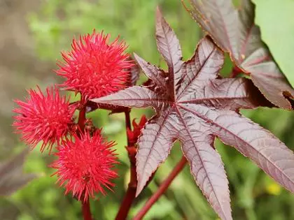 Aumento dudoso de la naturaleza: las flores más asquerosas y peligrosas