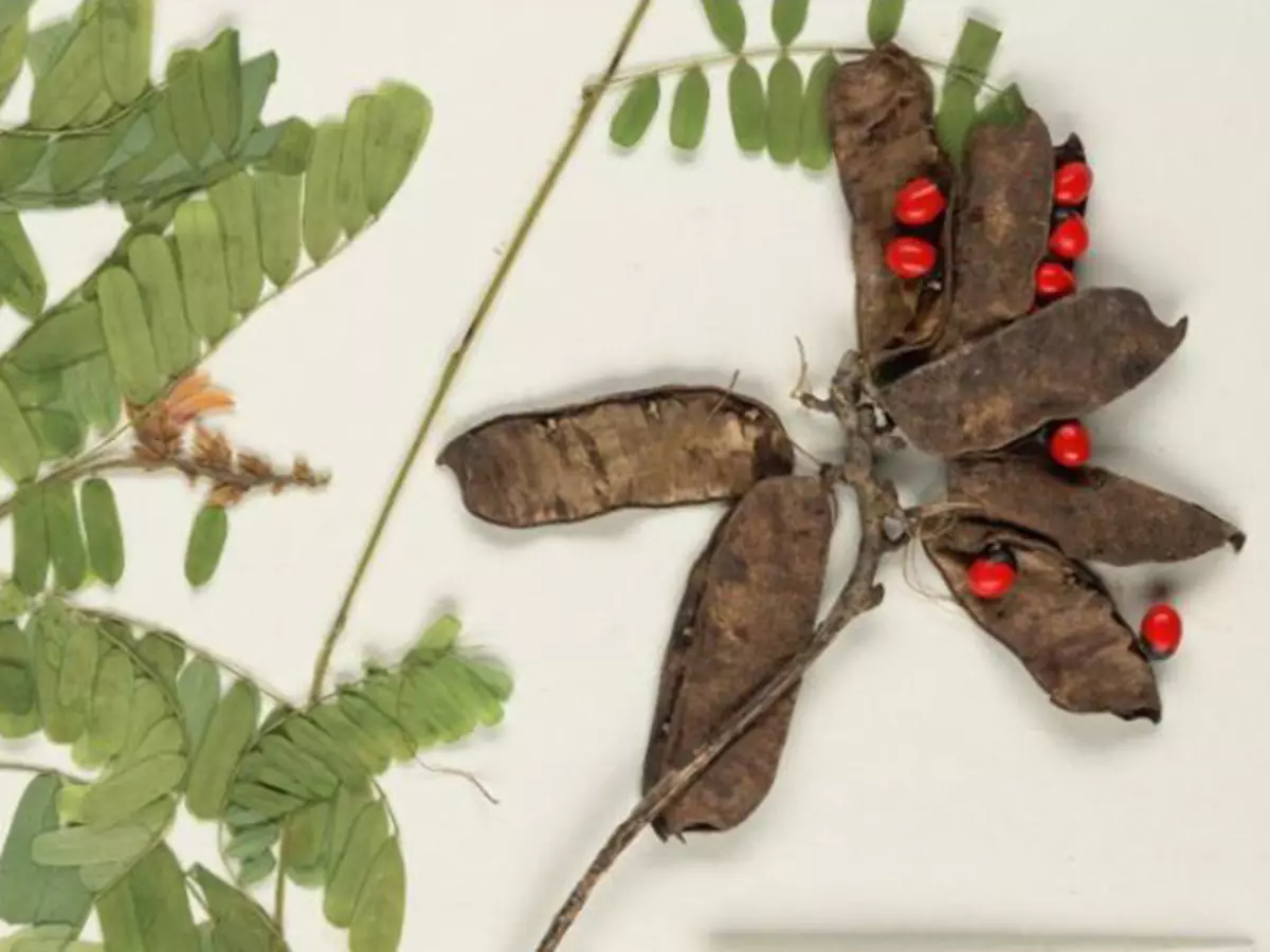 O le le mautonu o le natura: O le sili ona inosia ma le leaga fugalaʻau