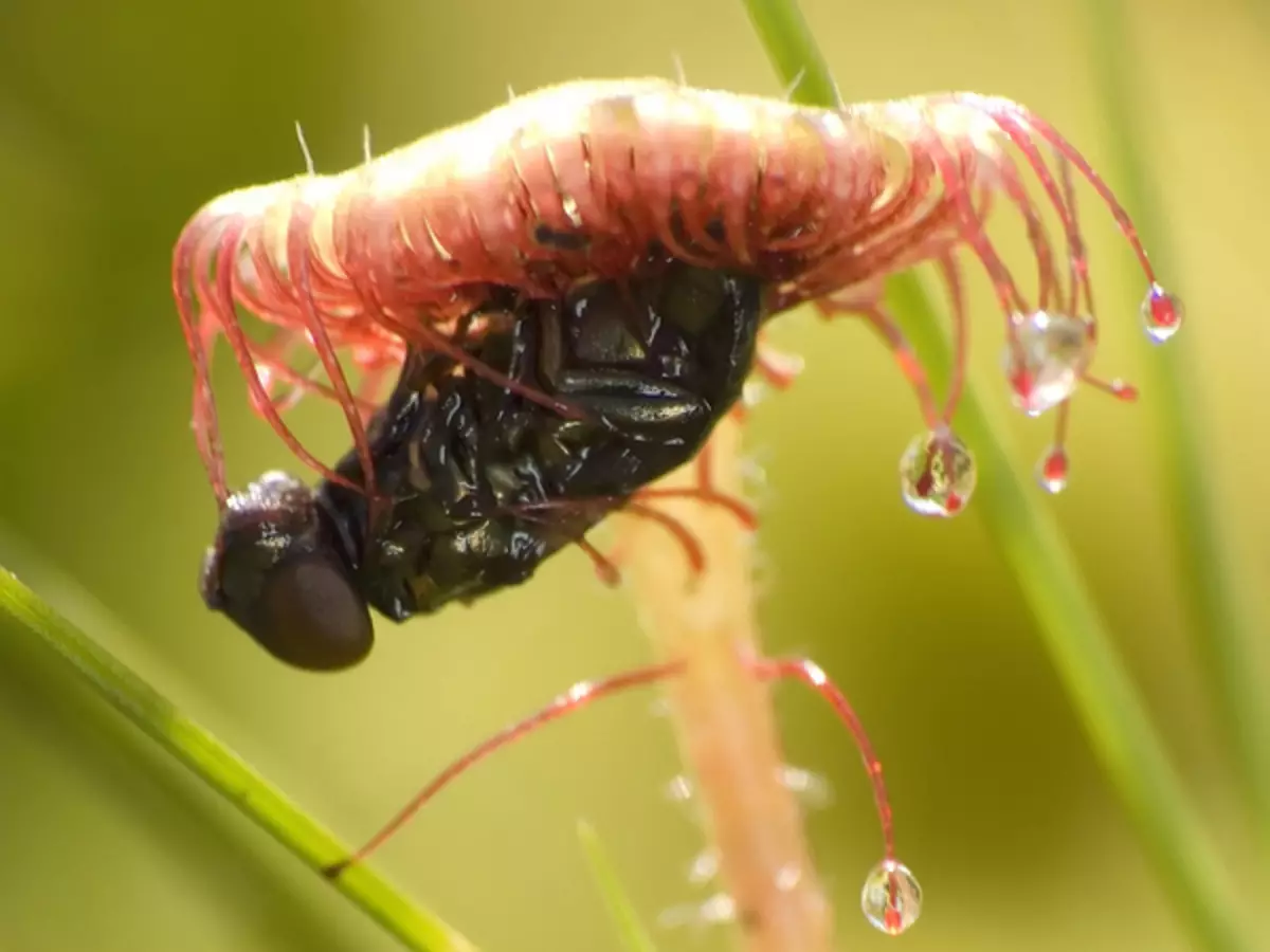 O le le mautonu o le natura: O le sili ona inosia ma le leaga fugalaʻau