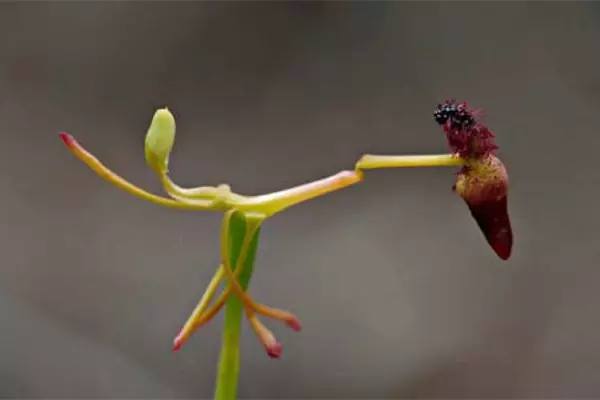 Aumento dudoso de la naturaleza: las flores más asquerosas y peligrosas