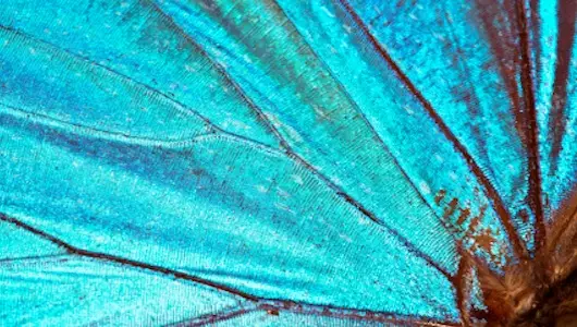 Comment les ailes de papillons ont des capteurs infrarouges améliorés