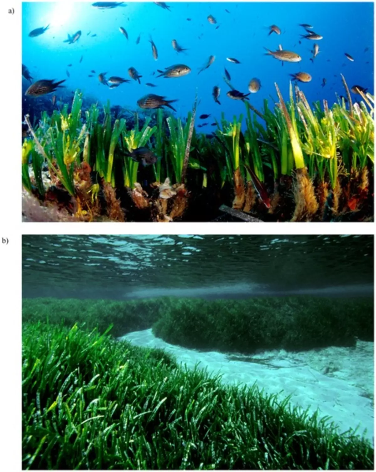 Algas en la parte inferior del océano