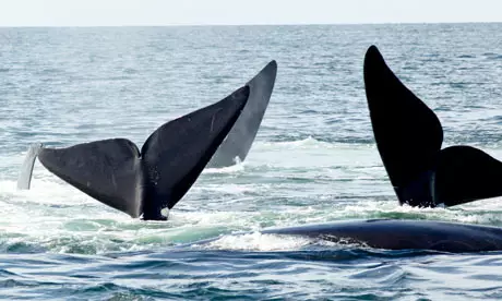 Las naves marinas causan estrés crónico en las ballenas.