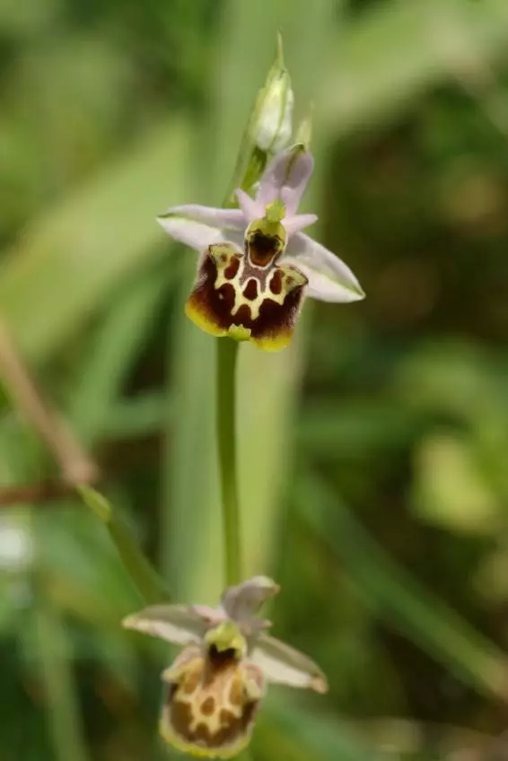 Orkidé skæbne afhænger af to faktorer: skovens alder og hans svampe