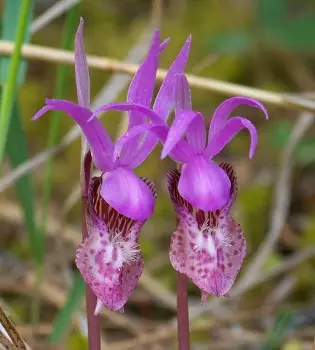 Kljub dejstvu, da so znanstveniki že že vedeli za odnos med orhidejo in gobami že vrsto let, je še vedno zelo malo znano, da je treba preživeti gobe.