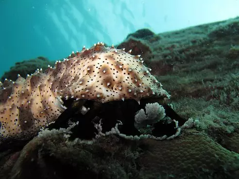 Cogombre de mar