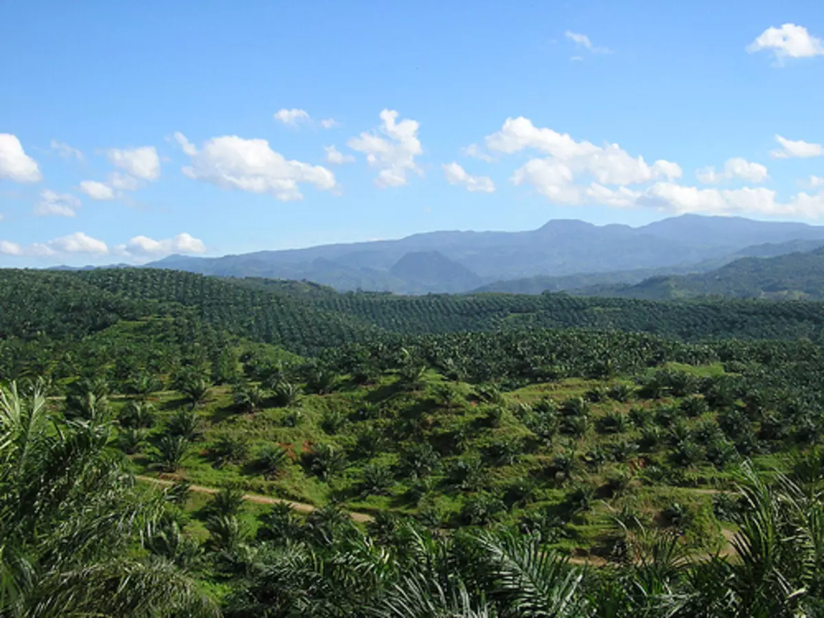 Palm Biodiesel ji ber şewitandina rûnê rûnê wekî sotemeniyê qirêj e