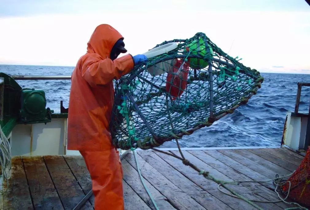 I primi record di pesci d'acqua profonda hanno rivelato Gryukanya e Kryakanya