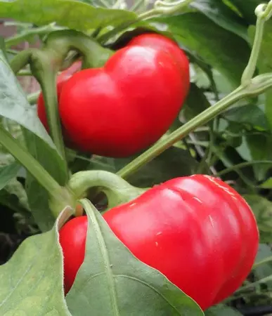 Effektiviteten af ​​drivhuse er kontrolleret på de mest sollungede kulturer - tomater