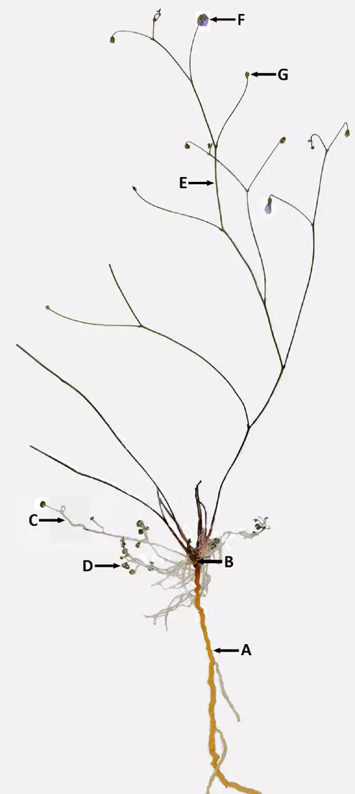 Grabežljiva biljka jede crve s podzemnim lišćem