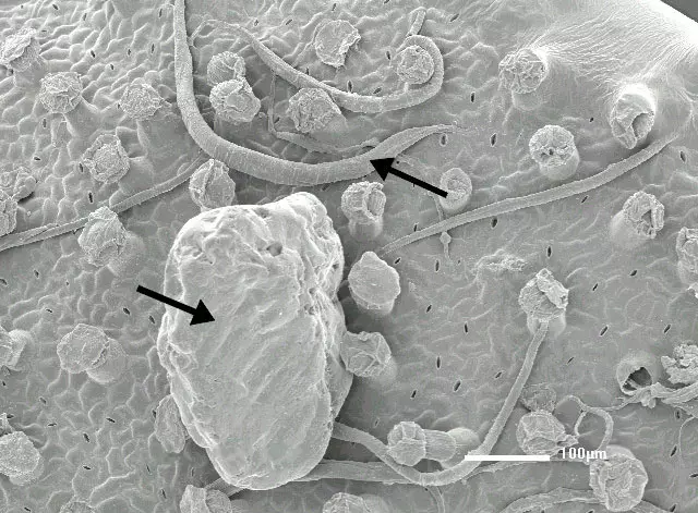 Plenilska rastlina jede črve s podzemnimi listi