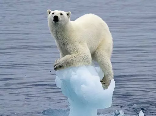 Ano do Ártico