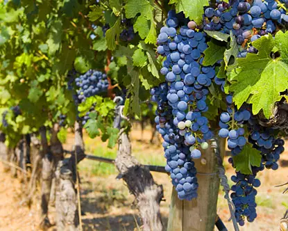 Виногради у топлијим временским условима суочени су са растућим проблемима јер постаје топлије