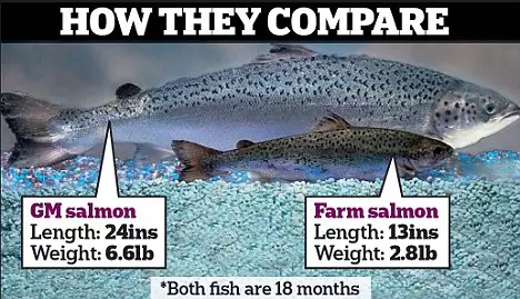 AAS tinggi laju anu luhur ngaleuwihan salmon normal