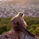 Мајмуни и град