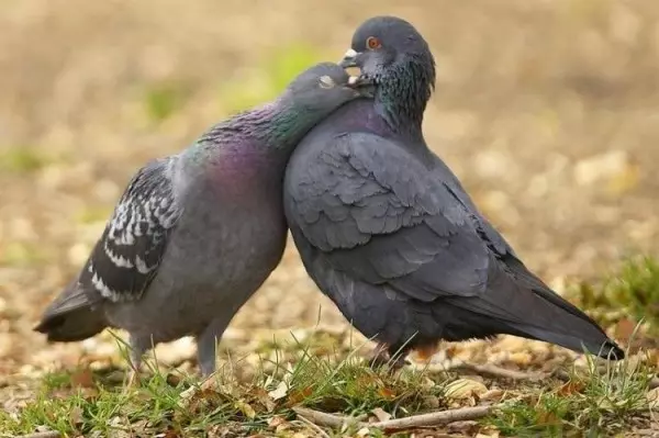 Son os pombos tan intelixentes como os monos?