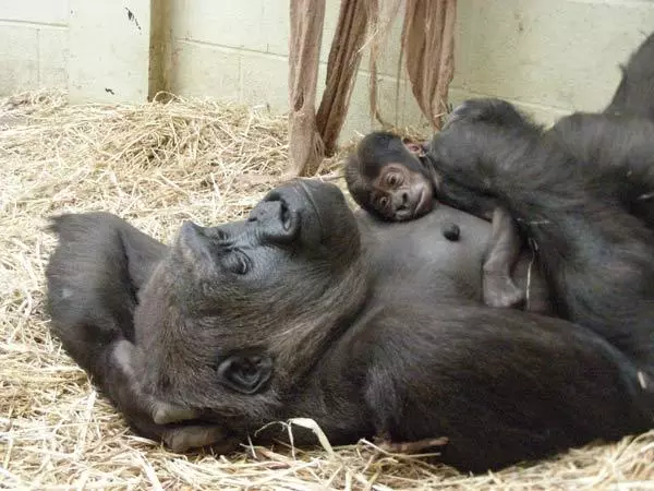 可愛的年輕動物在2011年出生於動物園