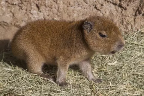 可愛的年輕動物在2011年出生於動物園