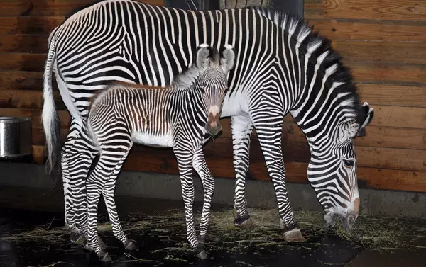 可愛的年輕動物在2011年出生於動物園