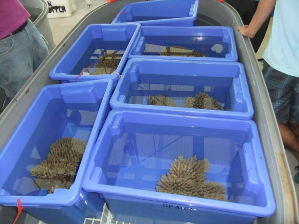 Gros échantillons de récif barrière congelés pour préserver les coraux