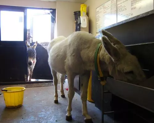 Gudini du monde des animaux: 6 histoires étonnantes sur les pousses