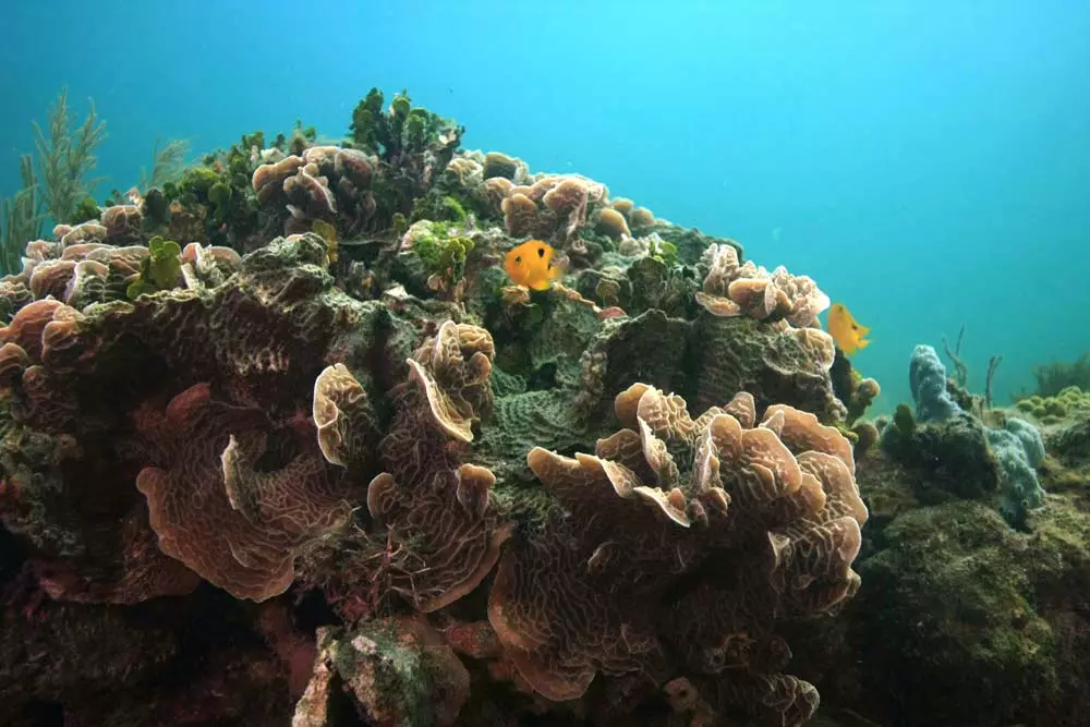 Prekvapenie! Korály zistené v kyslom pod vodou zdrojov