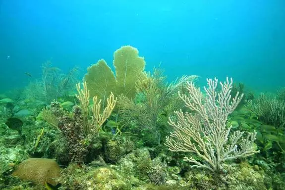 ແປກໃຈ! corals ກວດພົບໃນແຫຼ່ງໃຕ້ນ້ໍາອາຊິດ