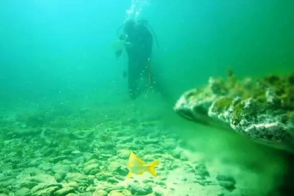 Überraschung! Korallen in sauren Unterwasserquellen nachgewiesen