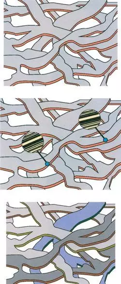 7 Theorien vun der Hierkonft vum Liewen