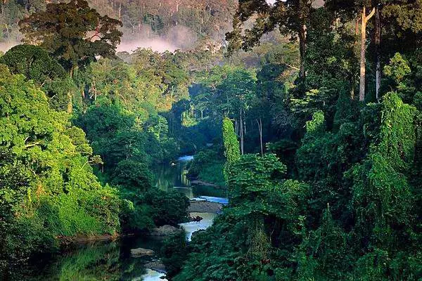 تنوع زیستی آمازونیا: مزایای اکوتوریسم