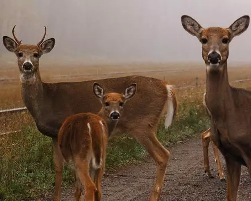 9 Weniger berühmte klonierte Tiere