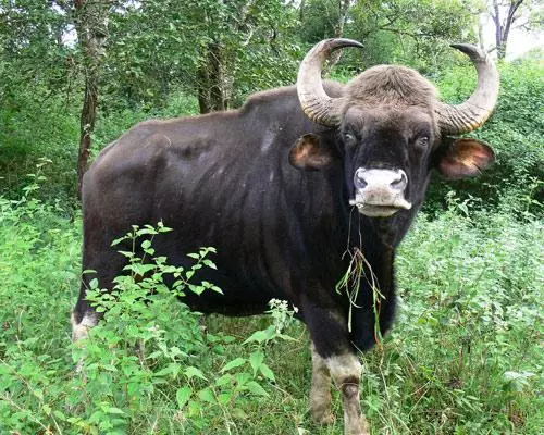 9 Weniger berühmte klonierte Tiere