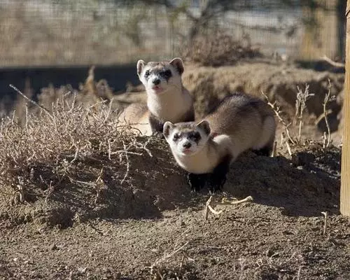 9 Weniger berühmte klonierte Tiere