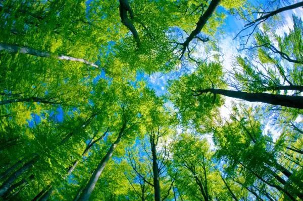 森林、光合成と日光 - 新しい関係の詳細