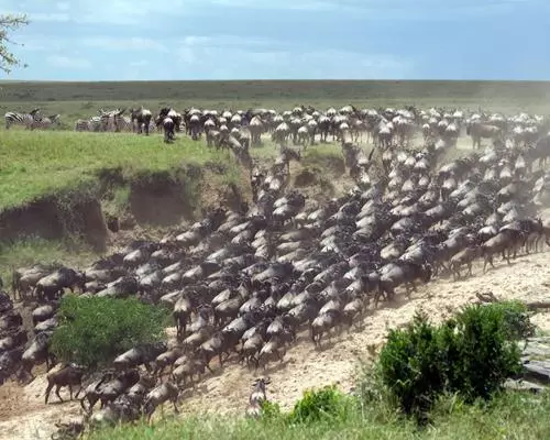 14 grandes migracións animais