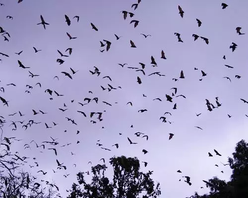 14 grandes migracións animais