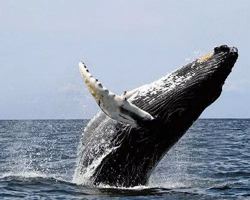 14 grandes migracións animais