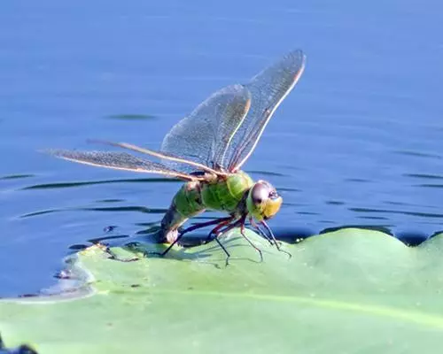 14 maggiori migrazioni animali