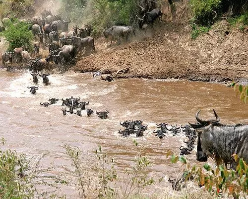 14 maggiori migrazioni animali