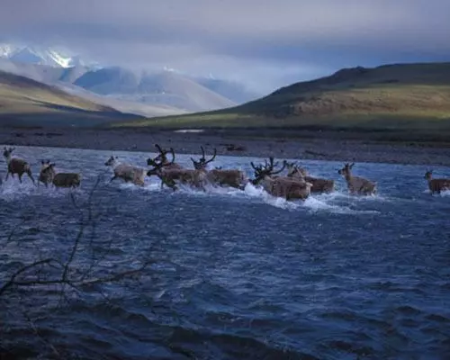 14 migracions animals més grans