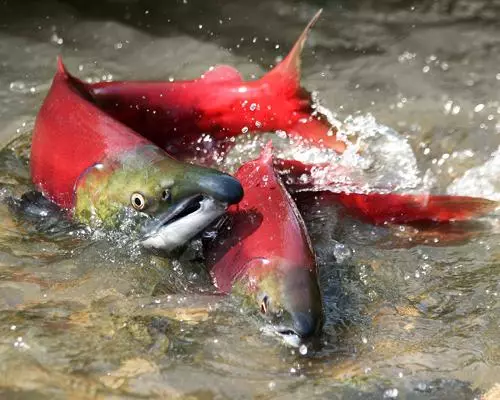 14 maggiori migrazioni animali