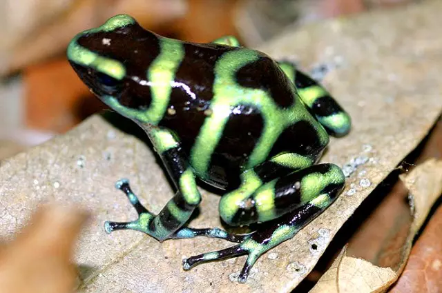 有毒青蛙穿“家”的顏色