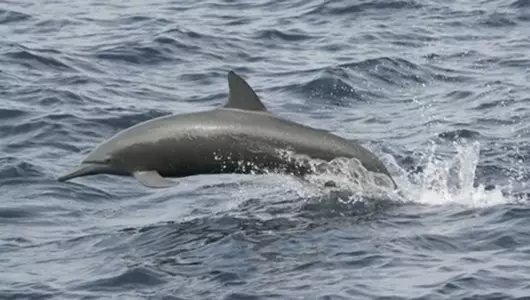 Niyə bu delfin fin arxasına əbədidir?