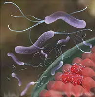 میکروب های مفید در بدن ما
