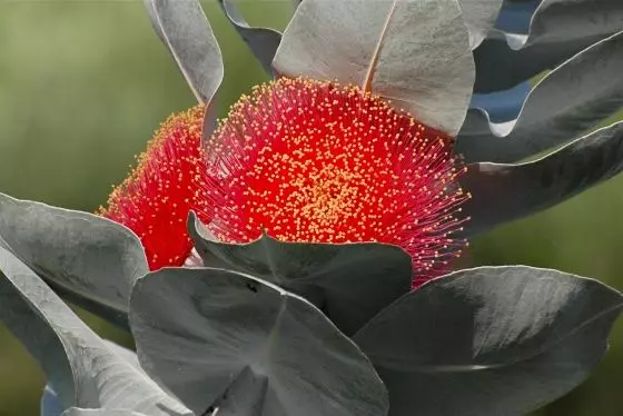 Naučnici su otkrili novu sposobnost eukaliptusa